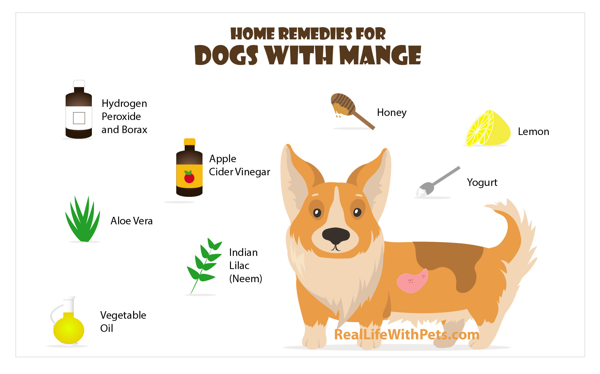 Mange in Dogs. Effective Home Remedies for Mange in Dogs - RealLifeWithPets