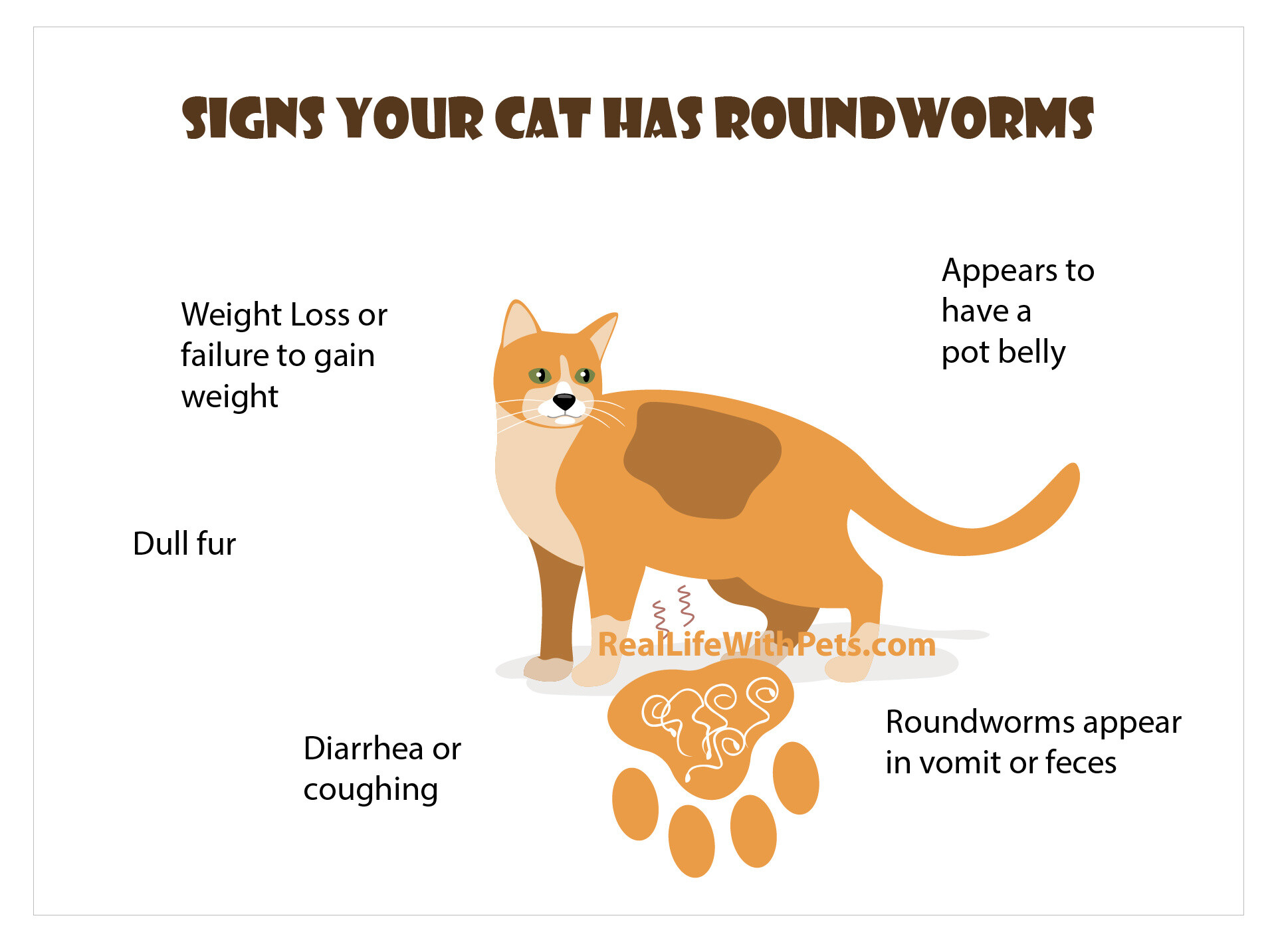 The Best Dewormers for Your Pet: Symptoms, Prevention, and Treatment ...