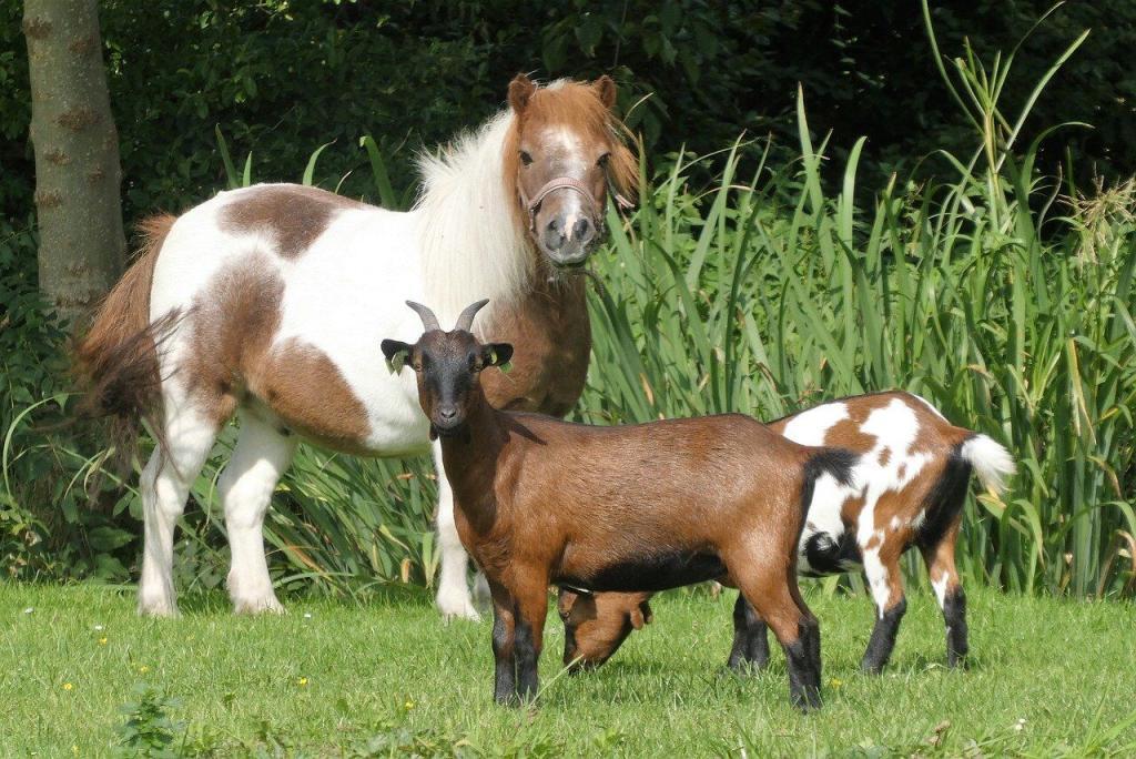 Antibiotic Use in Cattle - Top 3 best antibiotics for cattle for ...
