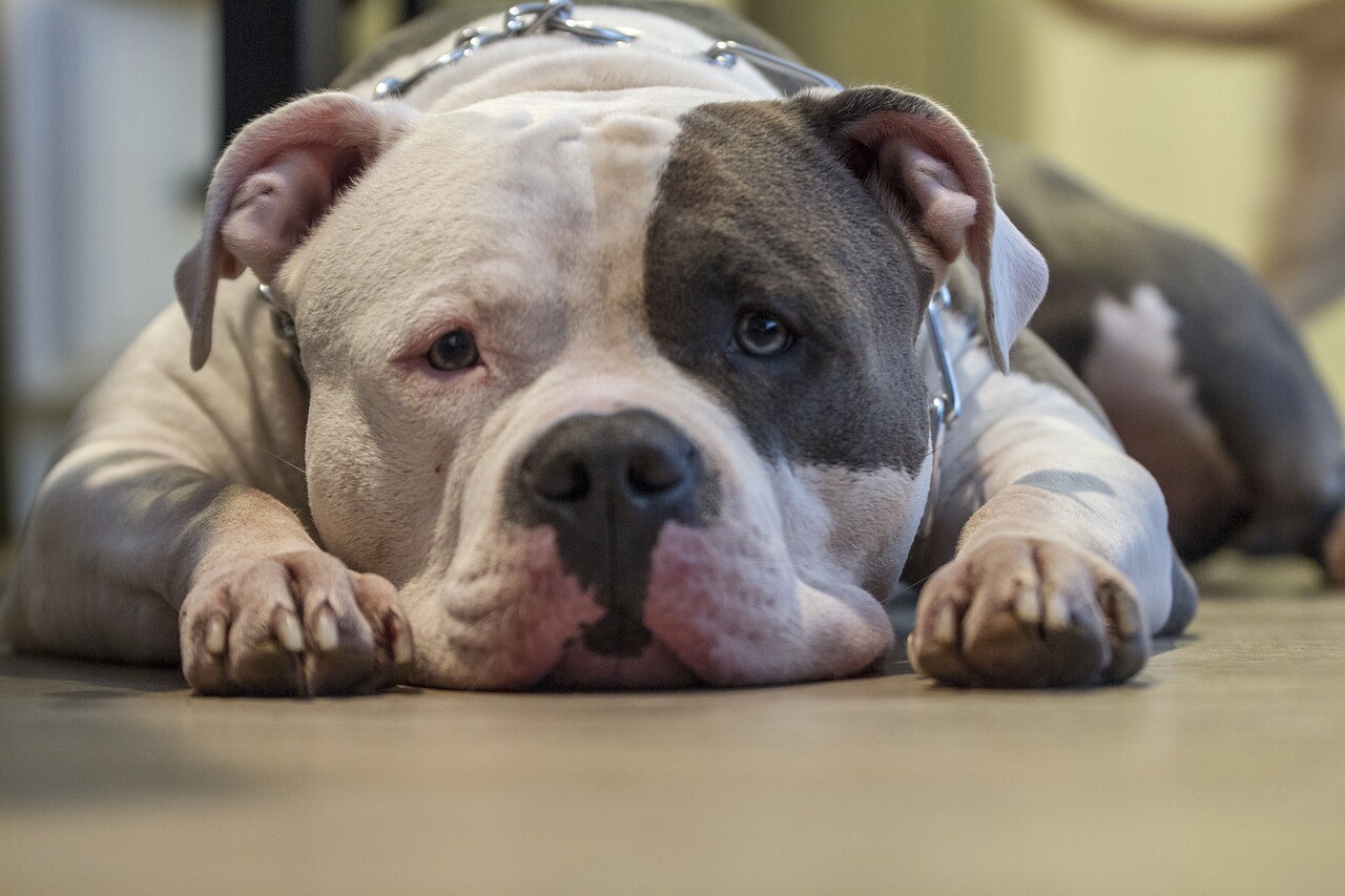 How to Relieve Pain in Dogs - Best dogs NSAIDs review, active ...