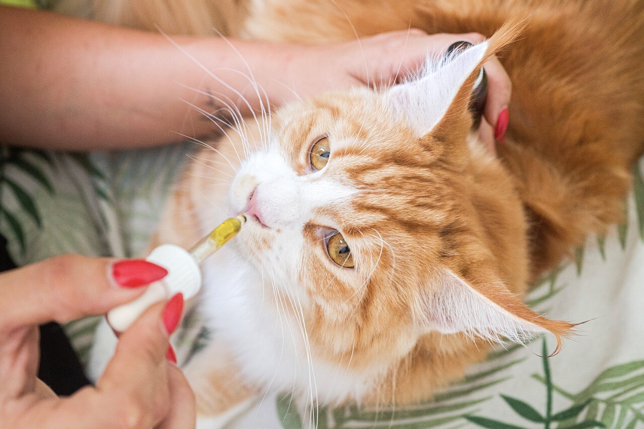 Buy Hemeliv online - RealLifeWithPets